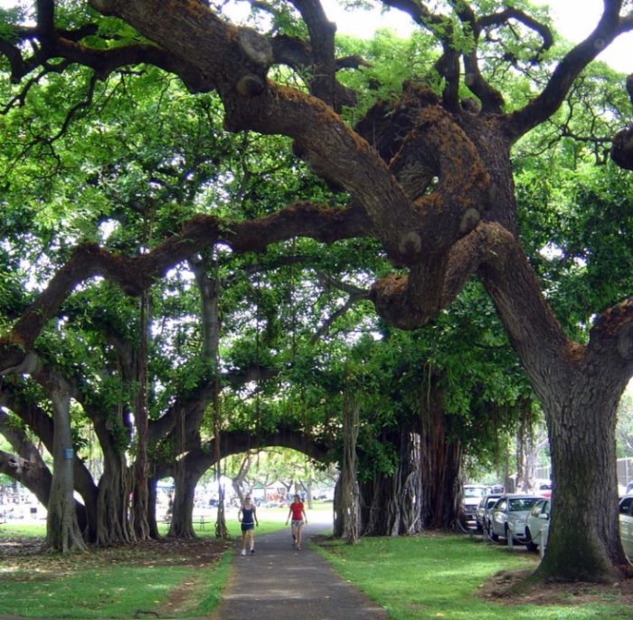 Trees for Honolulu's Future | Planting More Trees around Urban Honolulu